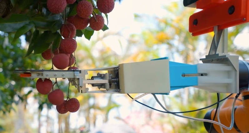 Robot Trung Quốc thu hoạch vải: Hái một chùm chỉ mất chưa đến 10 giây