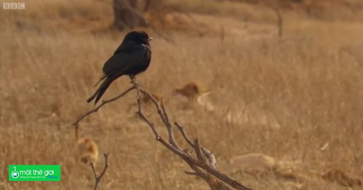 Clip chim chèo bẻo lừa cướp mồi của đàn chồn đất châu Phi