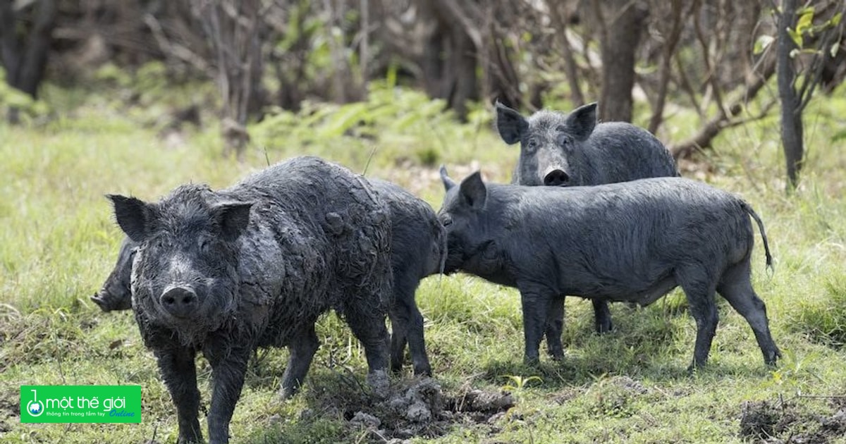 Heo rừng ở Mỹ phá ruộng ngô, tổn thất 2,5 tỉ USD/năm