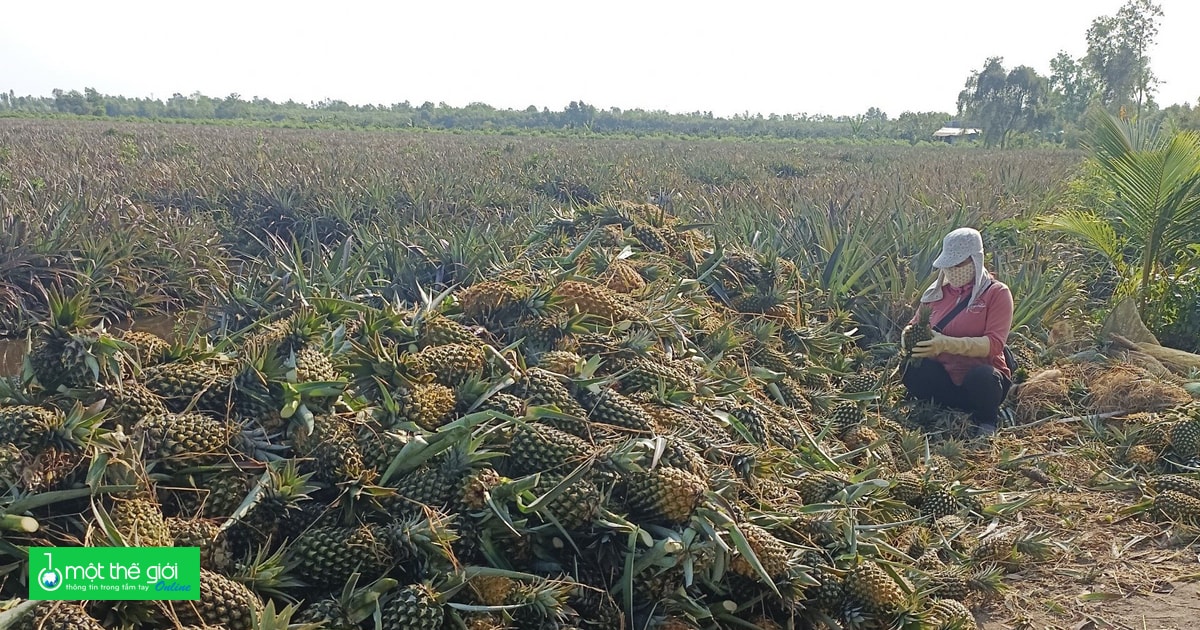 Cây khóm đổi đời một vùng đất hoang hóa Đồng Tháp Mười