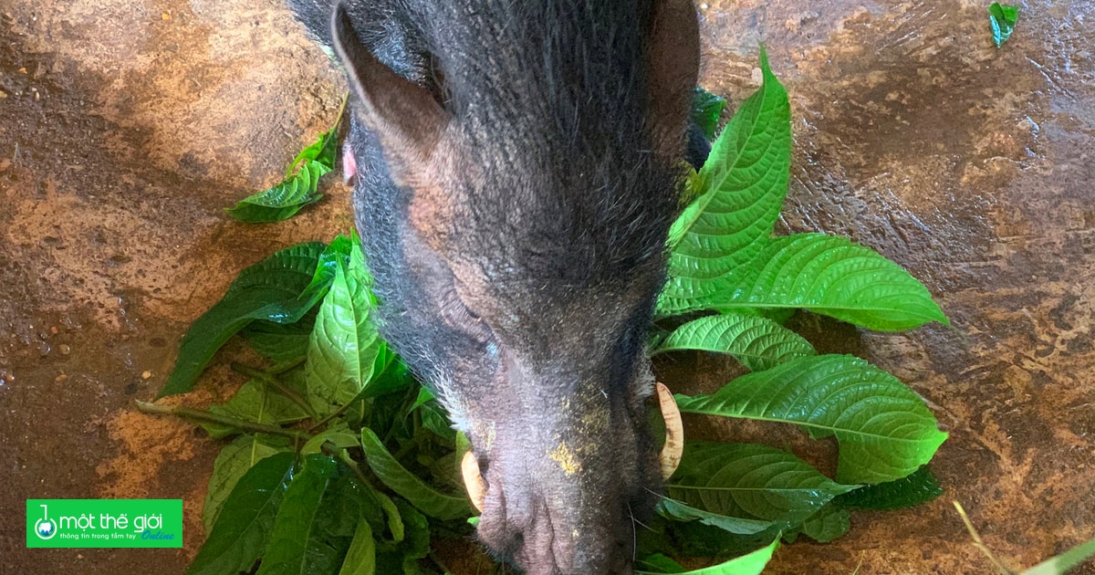 Làm giàu nhờ nuôi lợn rừng bằng thảo dược