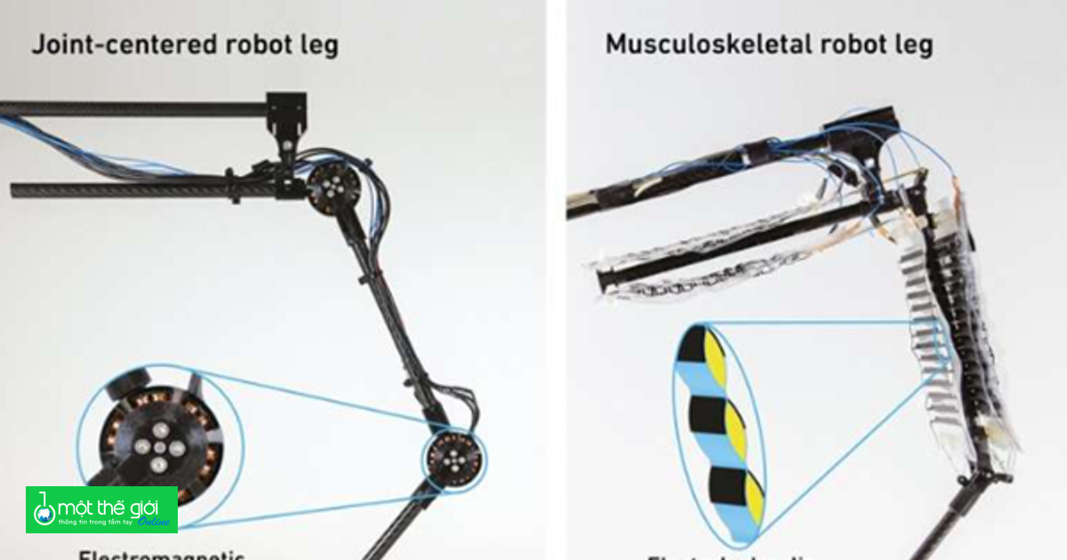 Chân robot bằng cơ nhân tạo vượt trội hơn thiết kế truyền thống