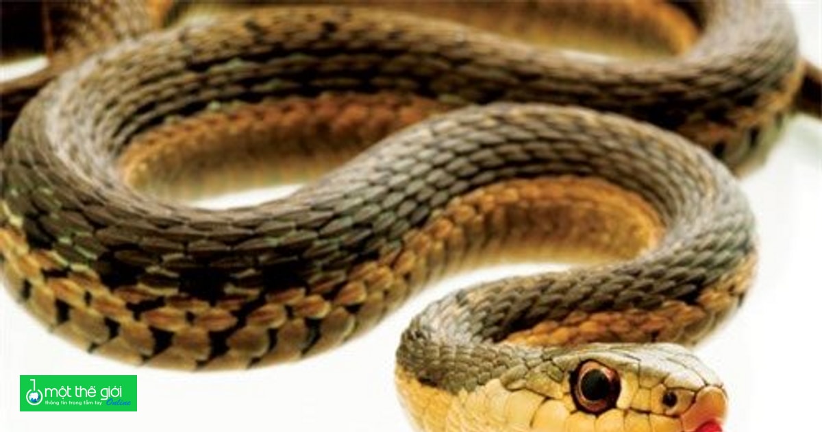 Nghề bắt và buôn bán rắn ở miền Tây