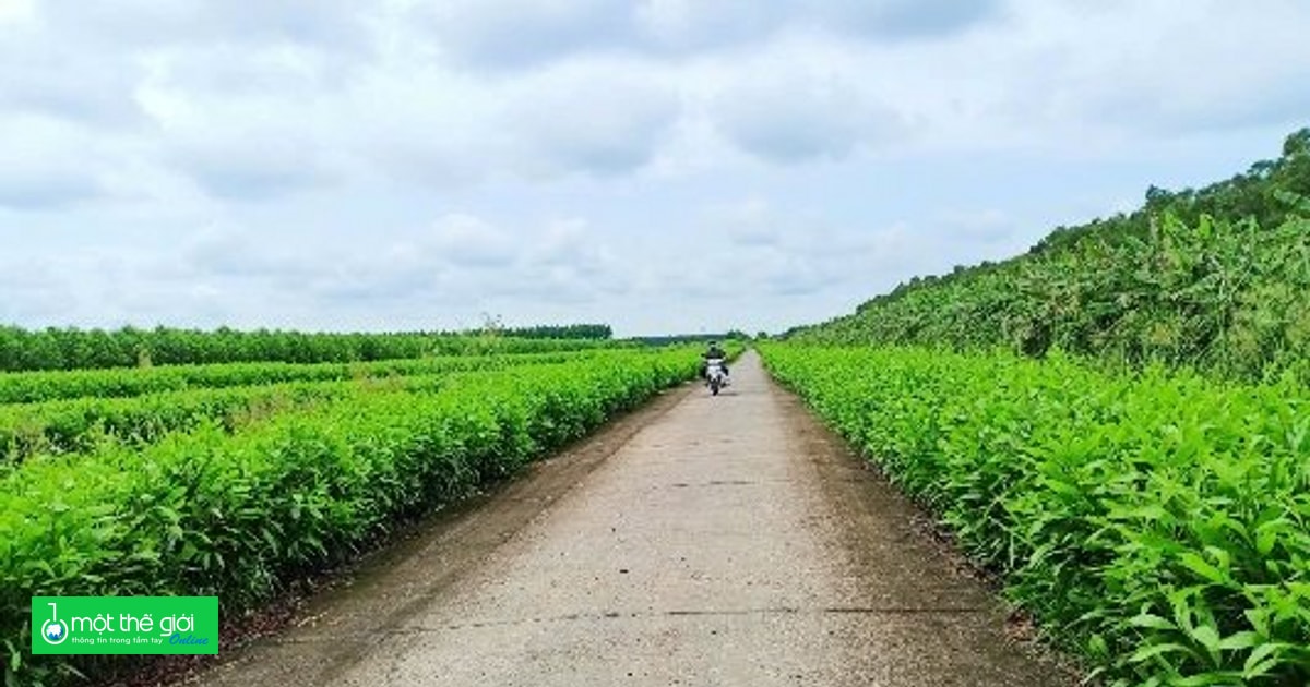 Làm khách ở quê mình