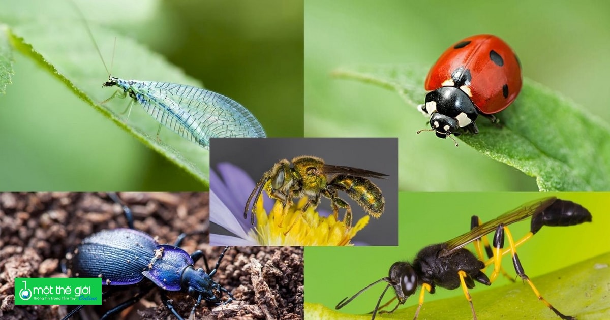 Một nghiên cứu mang tính thông tin học giúp bảo vệ hiệu quả côn trùng