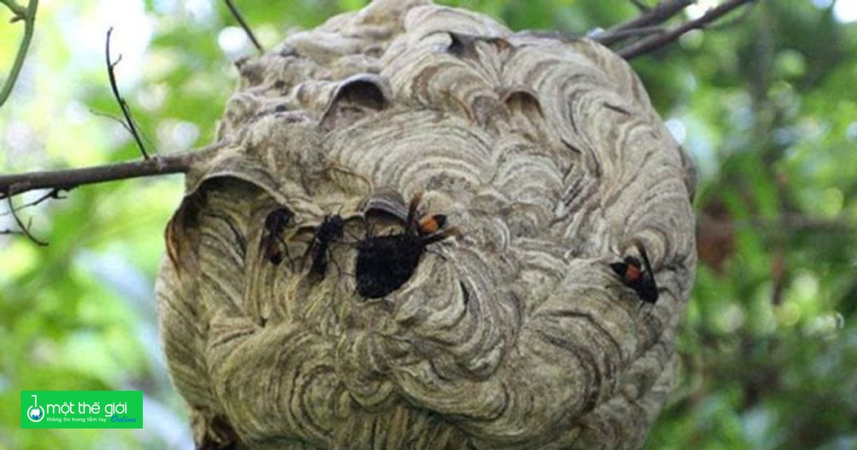 Một lần ăn cháo ong nhớ đời